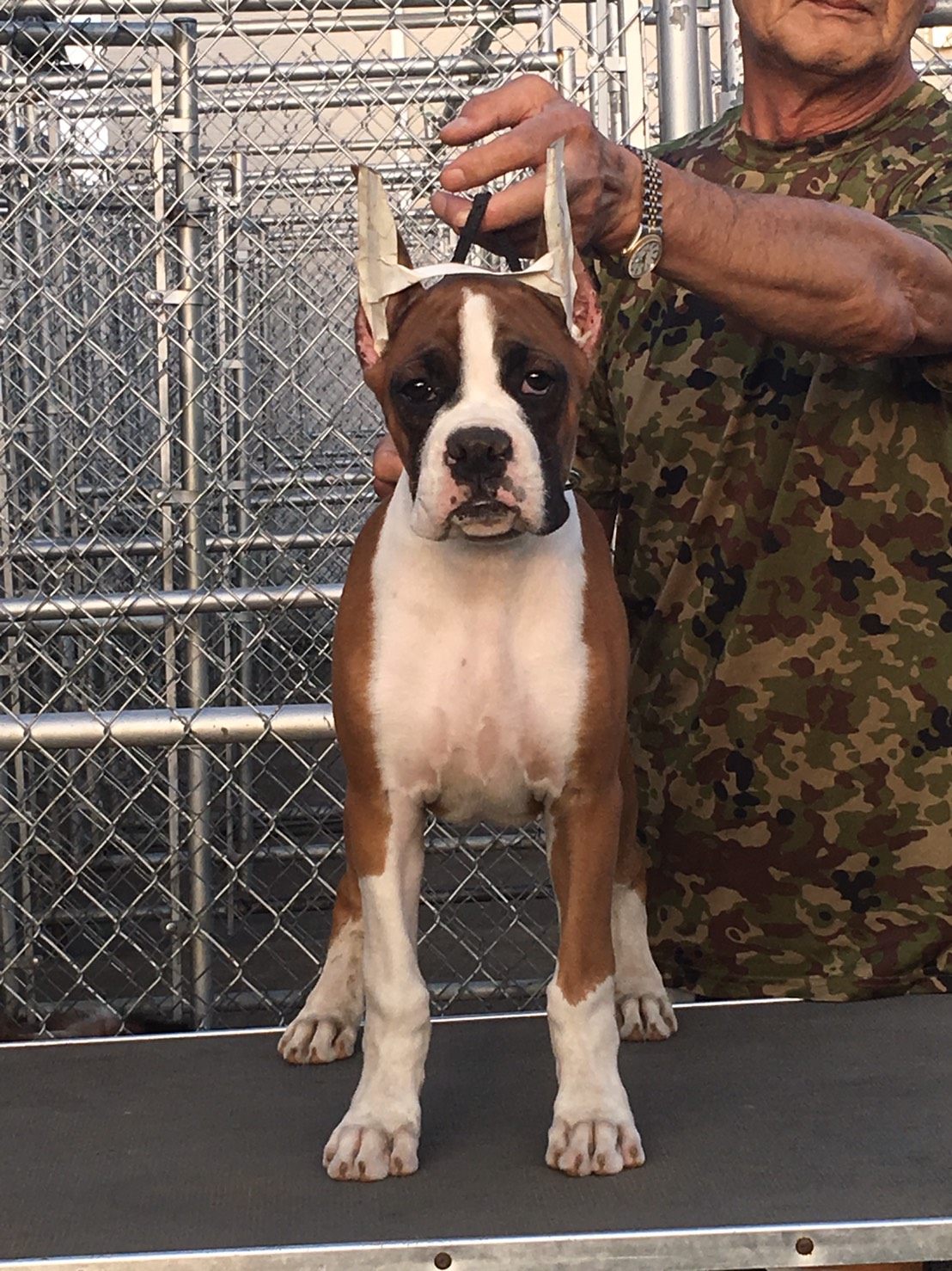 ボクサー犬専門店｜チャンピオン犬の子犬が買えるお店